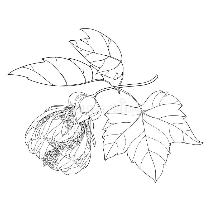 Abutilon Plant Stock Illustrations – 341 Abutilon Plant Stock ...