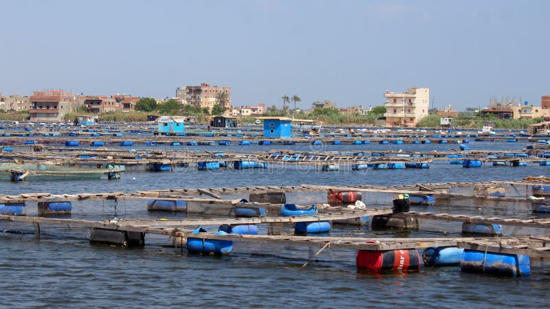 Basic Fish Farm in the Nile River in Rashid Stock Image - Image of ...
