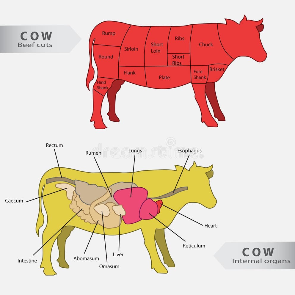 Ruminant Digestive System Stock Illustrations – 12 Ruminant Digestive ... Ruminant Digestive System Stock Illustrations – 12 Ruminant Digestive ...