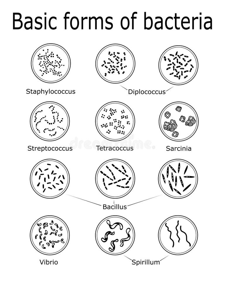 Spiral Bacteria Stock Illustrations – 2,012 Spiral Bacteria Stock ...