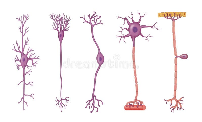 Basic Neuron cell Types stock illustration. Illustration of micro ...