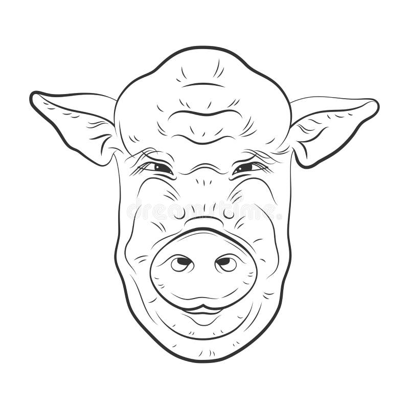 Fat Pig`s Head, Lines Sketch Isolated Stock Illustration - Illustration ...
