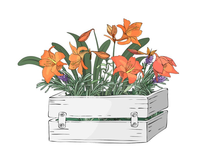 Garden Wooden Box with Herbs and Flowers. Stock Vector - Illustration ...