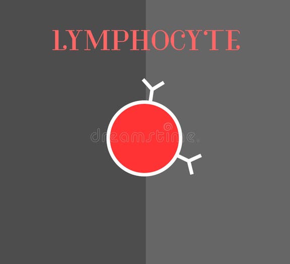 Illustration of T Cell Lymphocyte in Human Immune System Stock ...