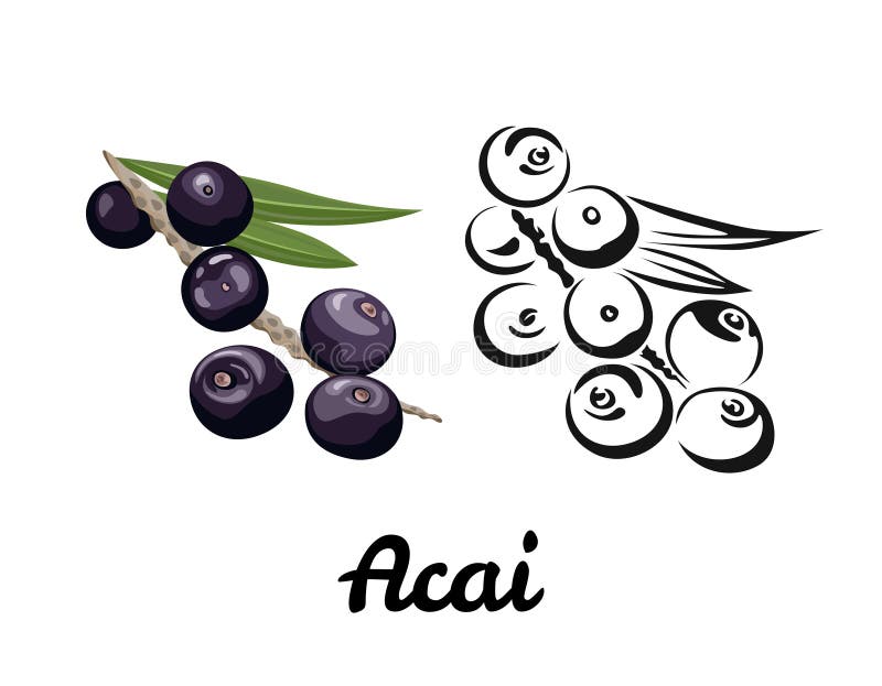Acai Icon. Olor Illustration of Ripe Berry with a Green Leaf and Black ...