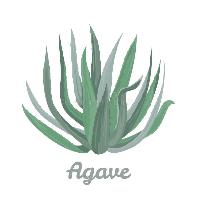 Agave Plant Stock Illustrations – 5,970 Agave Plant Stock Illustrations ...
