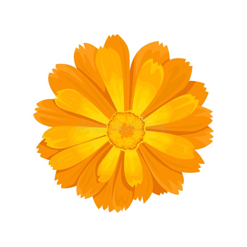 Calendula Vector Set. Marigold Flowers Wreath, Tea, Calendula Oil And ...