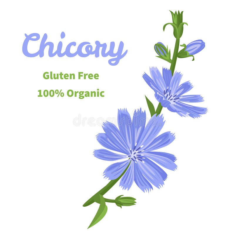 Cartoon Red Chicory Isolated Illustration Stock Illustration ...