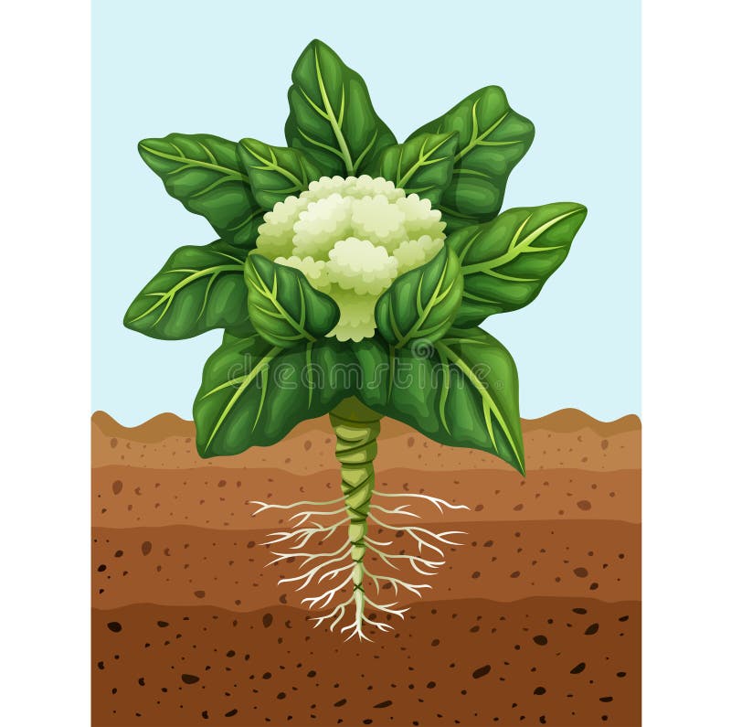 Cauliflower Roots Ground Stock Illustrations – 2 Cauliflower Roots ...