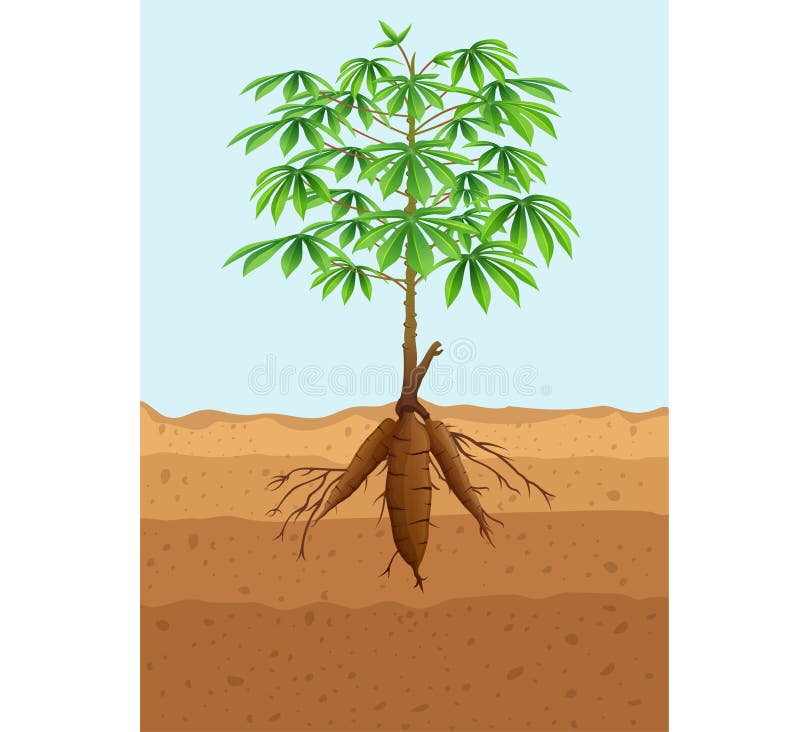 Cassava Stock Illustrations – 2,839 Cassava Stock Illustrations, Vectors & Clipart - Dreamstime