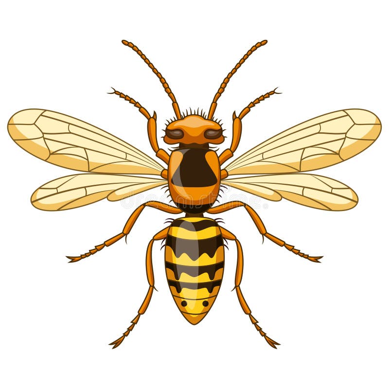 Nature Wasp Stock Illustrations – 15,150 Nature Wasp Stock ...