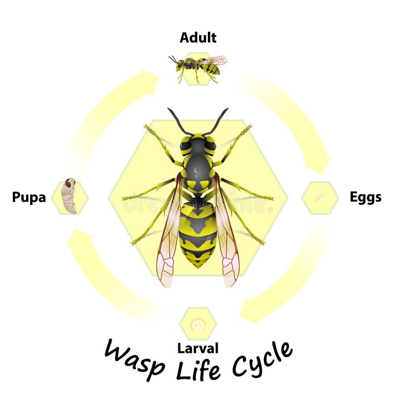 Wasp Life Cycle Vector for Education. Stock Vector - Illustration of ...