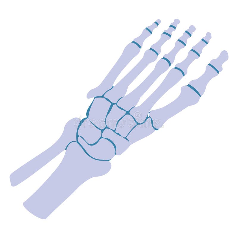 Basic RGB Hand Skeleton, Anatomy Vector Illustration Icon Which Can ...