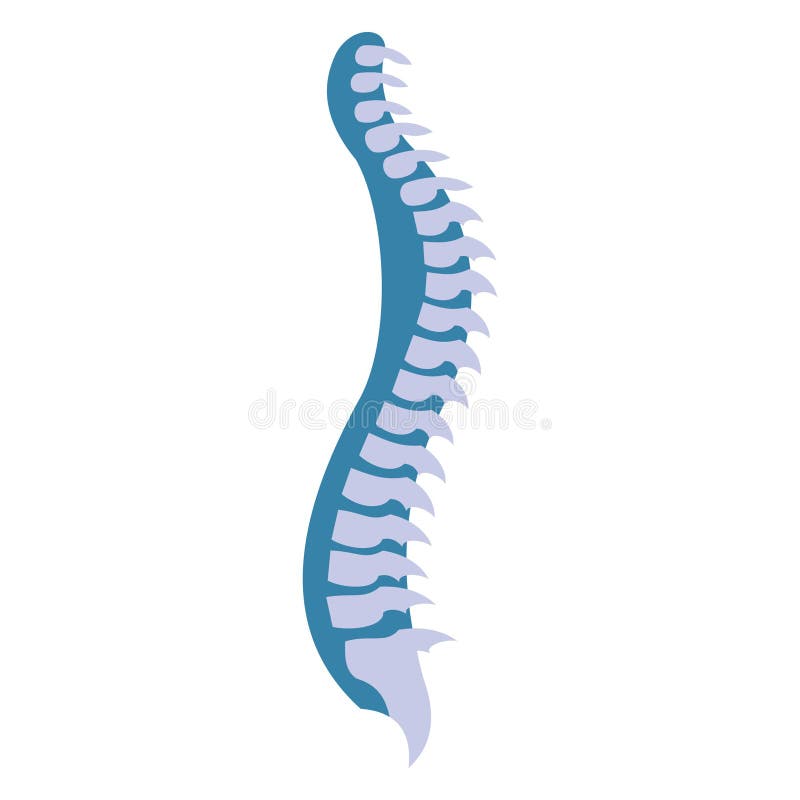 Basic RGB Joint Bone, Anatomy, Vector Illustration Icon Which Can ...
