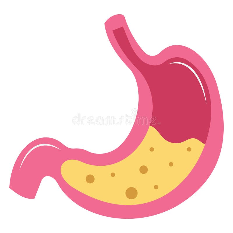 Basic R Stomach, Digest, Vector Illustration Icon Which Can Easily ...