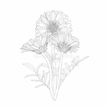 Gerbera Line Drawing Stock Illustrations – 909 Gerbera Line Drawing ...
