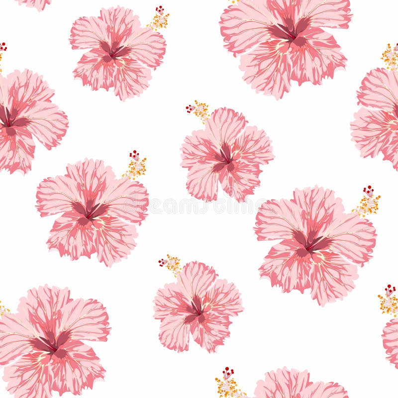 Pink Hibiscus Flowers on the White Background. Seamless Pattern ...