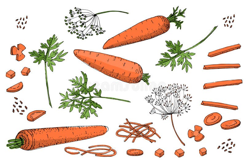 Carrot Top Vector