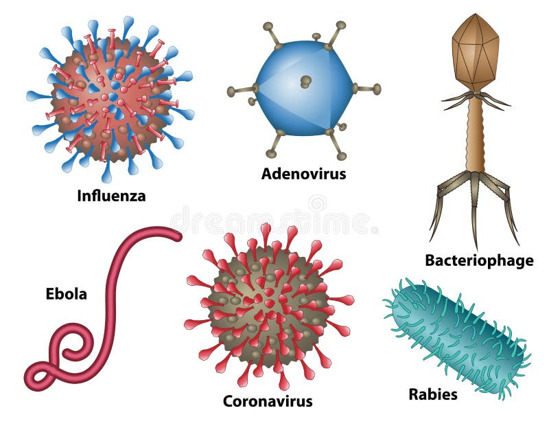 Virus Types in Different Shapes and Sizes Stock Vector - Illustration ...