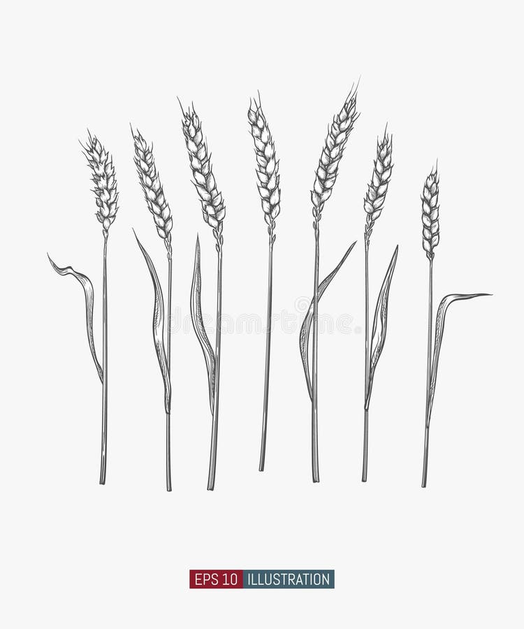 Hand Drawn Wheat Ears. Engraved Style Vector Illustration Stock Vector ...