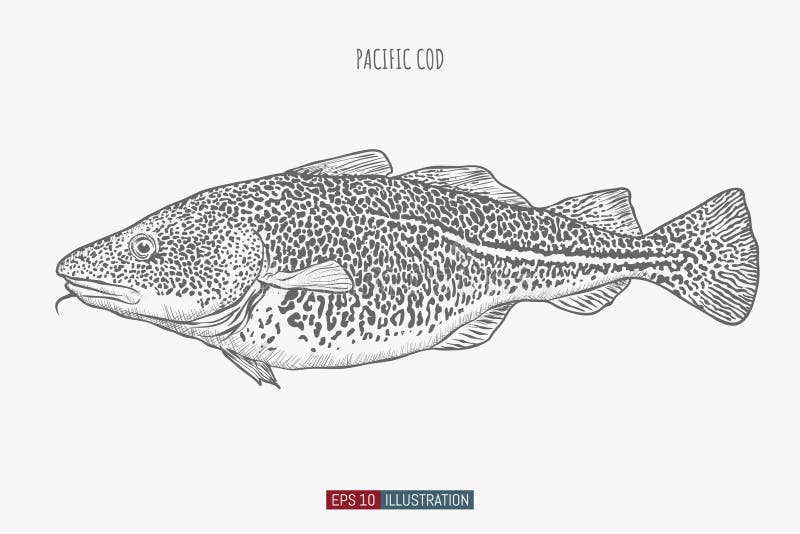 Hand Drawn Pacific Cod Fish Isolated. Engraved Style Vector ...