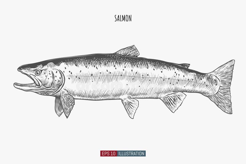 Hand Drawn Salmon Isolated. Engraved Style Vector Illustration Stock ...