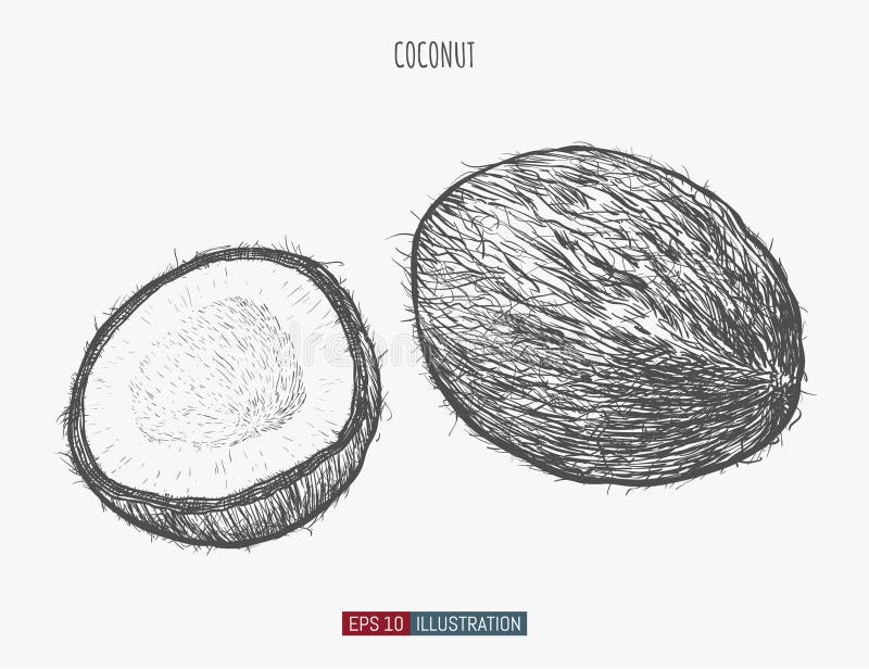 Hand Drawn Coconut Isolated. Template for Your Design Works Stock ...