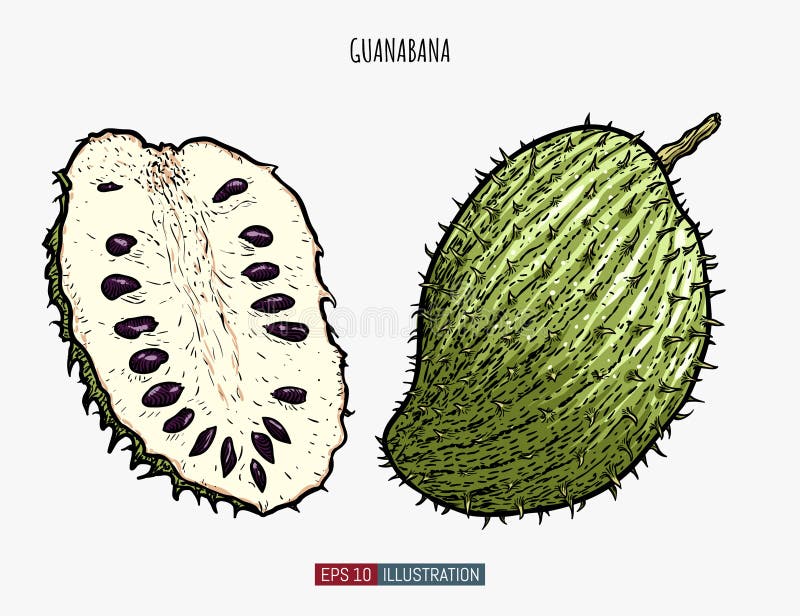 Hand Drawn Guanabana Isolated. Template for Your Design Works Stock ...
