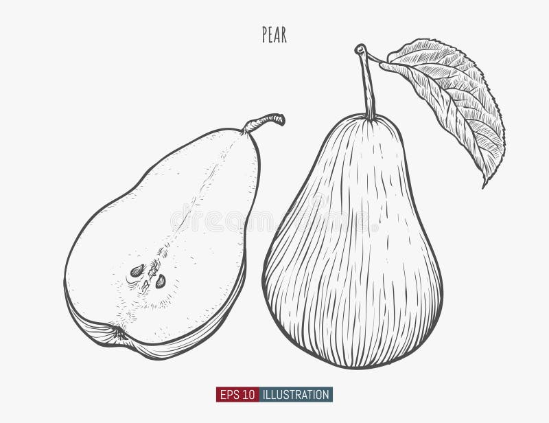 Hand Drawn Pear Isolated. Template for Your Design Works Stock Vector ...