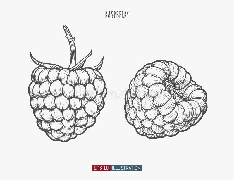 Hand Drawn Raspberry Isolated. Template for Your Design Works Stock ...
