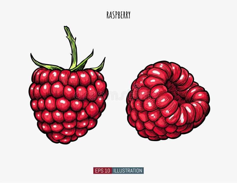 Hand Drawn Raspberry Isolated. Template for Your Design Works Stock ...