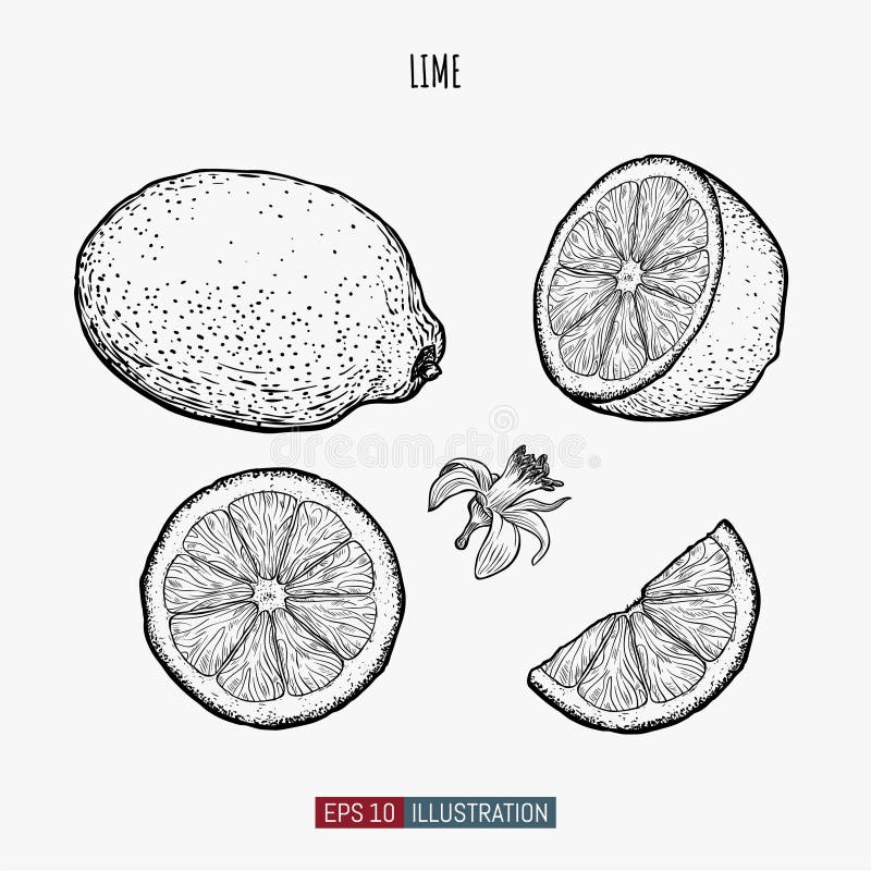 Hand Drawn Lime Isolated. Template for Your Design Works Stock Vector ...
