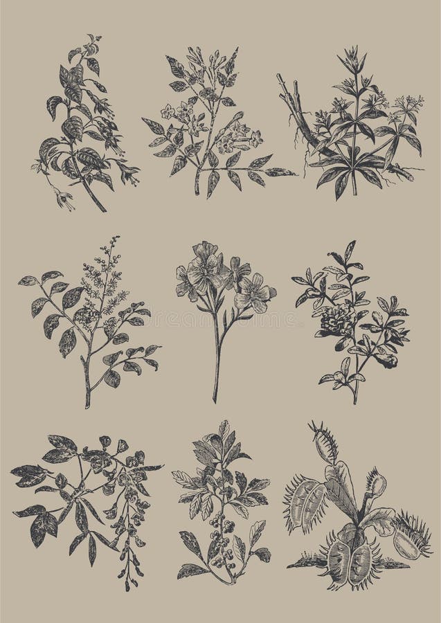 Engraving and Etching Style Flowers Stock Vector - Illustration of ...