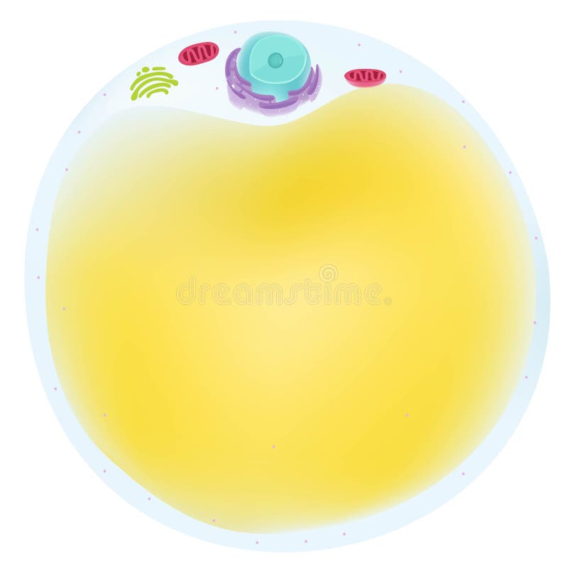 Anatomy of Fat Cell in Human Body Stock Illustration - Illustration of ...
