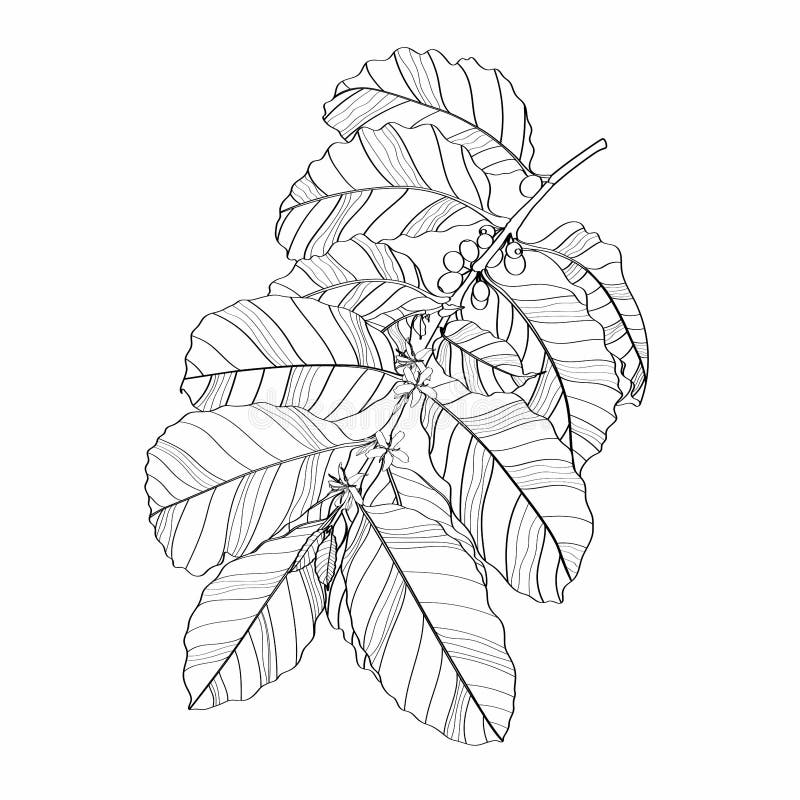 Coffee Tree Illustration. Line Coffee Branch Illustration Stock Vector ...