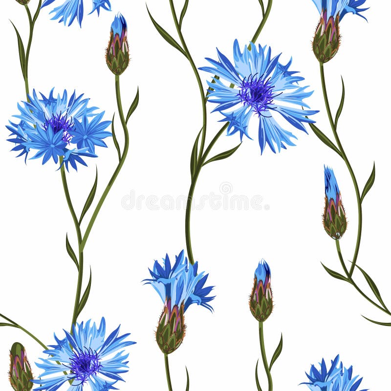 Cornflower Floral Seamless Pattern on a White Background. Stock Vector ...
