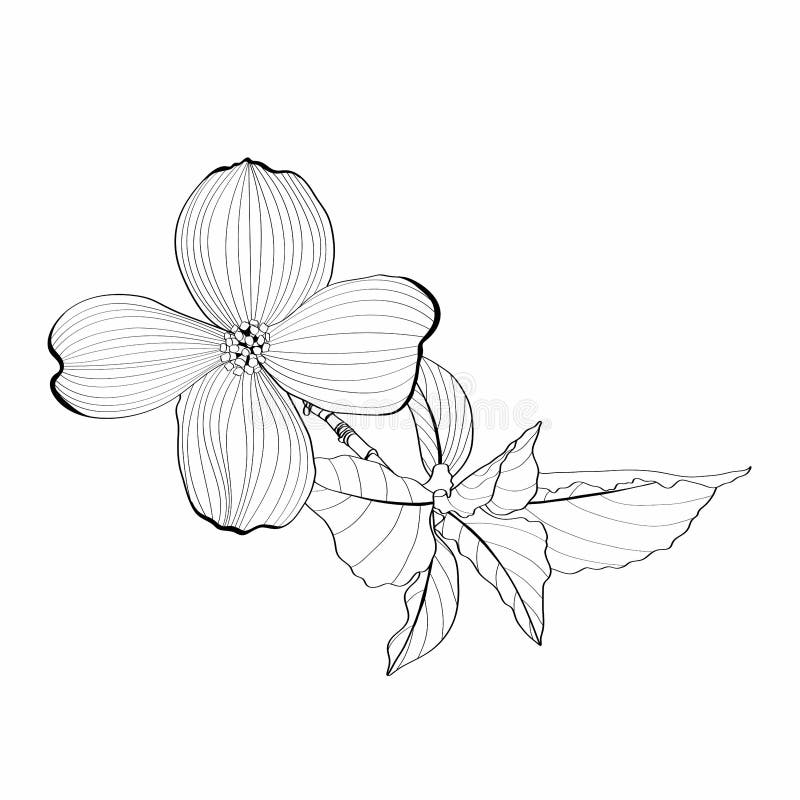 Florida State Flower Drawing