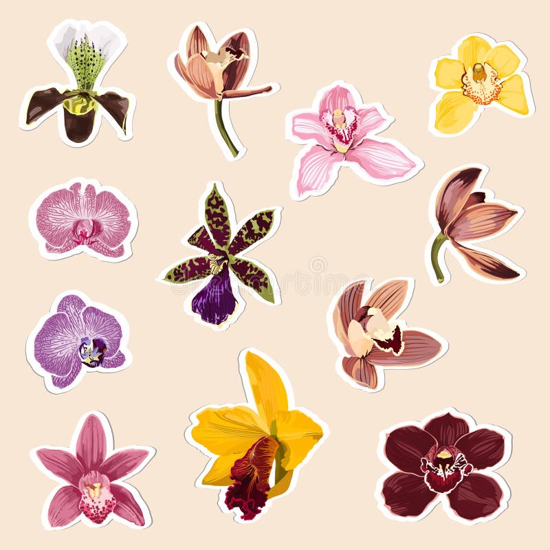Set of Tropical Orchids Flowers Elements. Set of Stickers, Pins ...