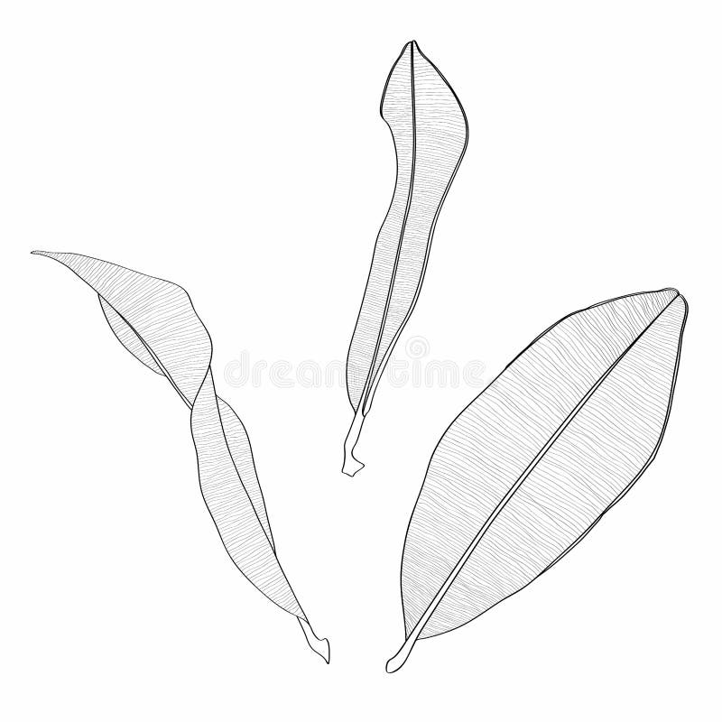 Ficus Plant Leaves Line Drawing. Hand Drawn Modern Design for Creative ...