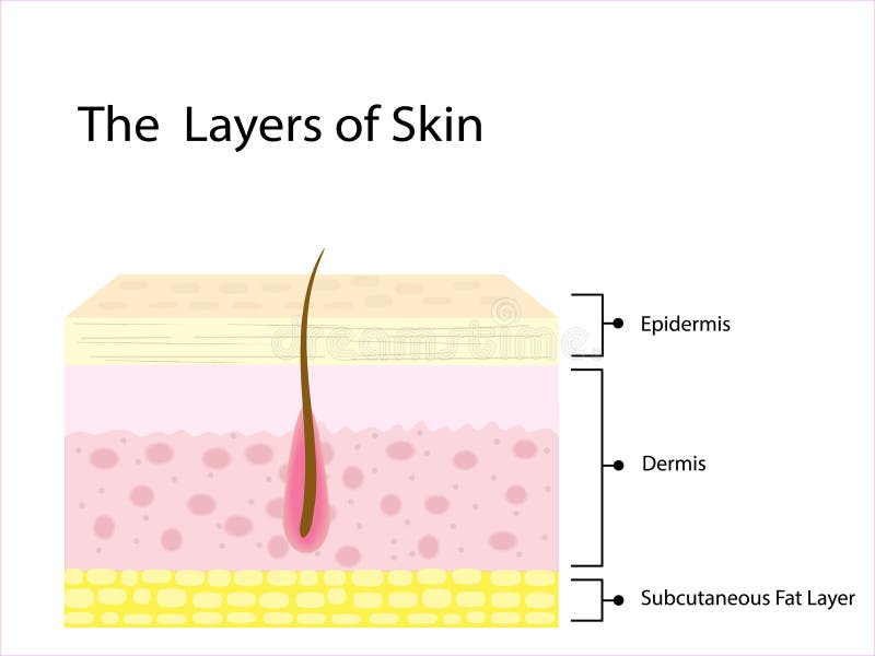The layers of skin. stock illustration. Illustration of vector - 218058937