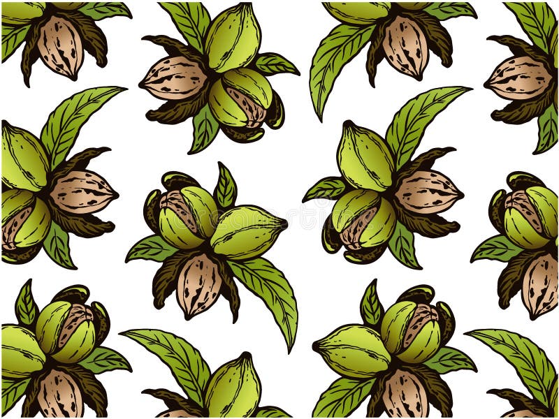 Pecan Tree Clip Art