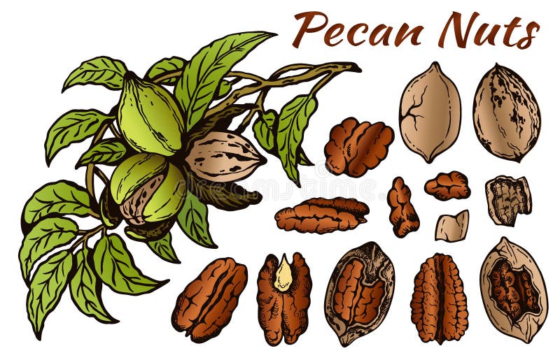 Pecan Nut Tree Drawing