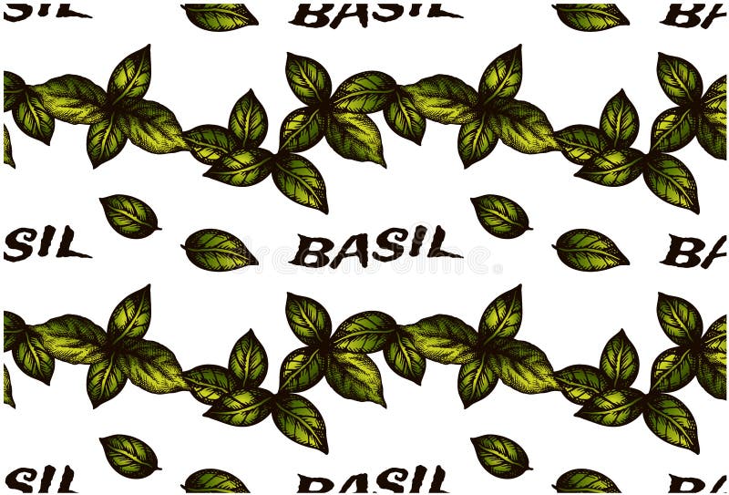 Holy Basil Plant Drawing Stock Illustrations – 31 Holy Basil Plant ...