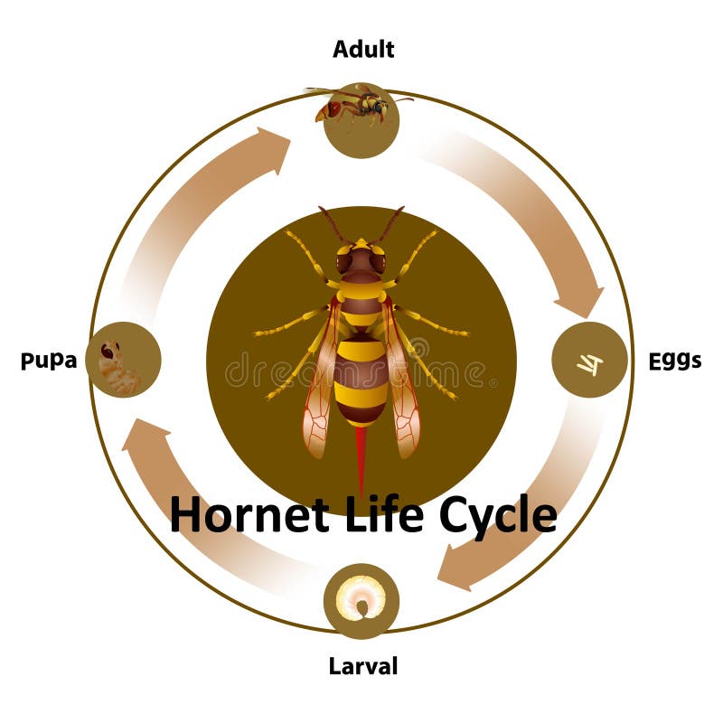 Wasp Life Cycle Stock Illustrations – 63 Wasp Life Cycle Stock ...