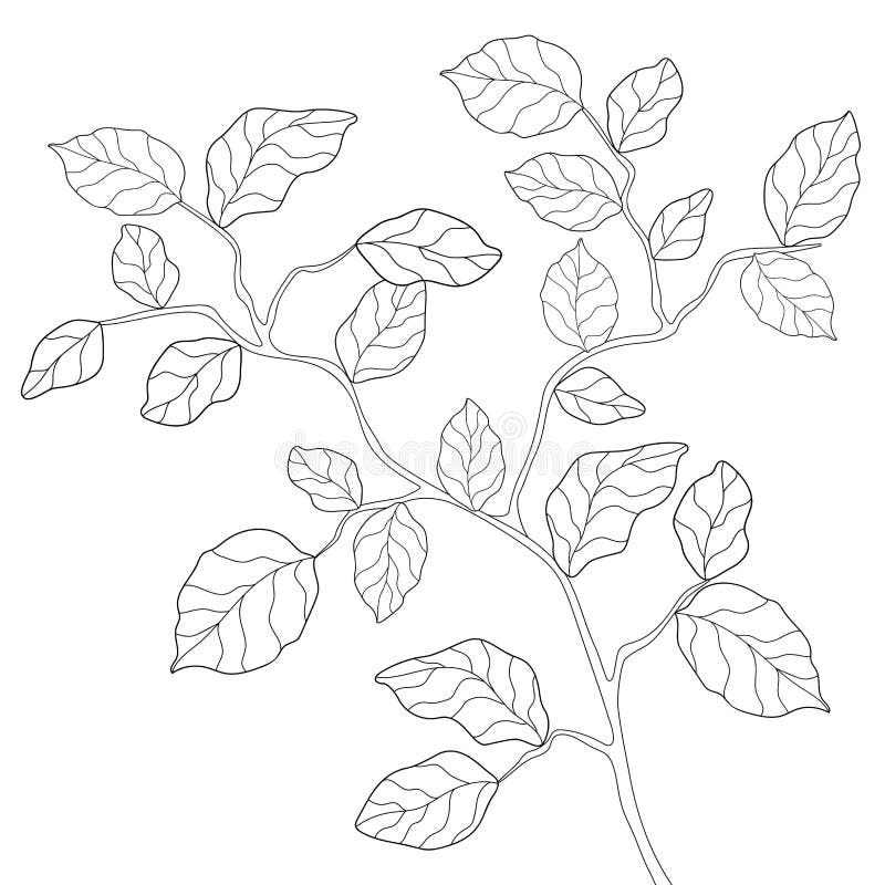 Hand Drawn Branch with Leaves and Simple Floral Patterns on a White ...