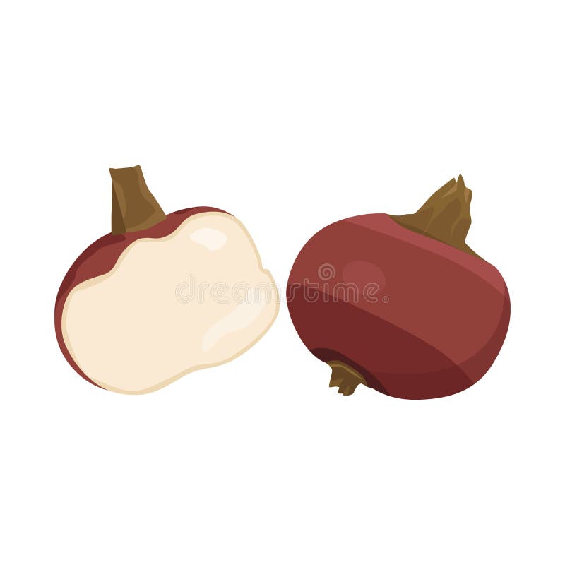 Water Chestnut Stock Illustrations – 705 Water Chestnut Stock ...