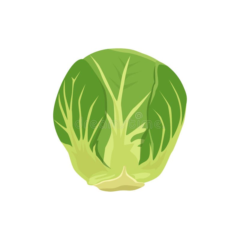Flat Vector of Brussels Sprouts Isolated on White Stock Vector - Illustration of icon, cabbages ...