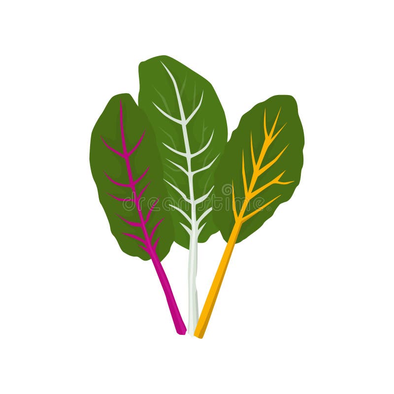 Silverbeet Stock Illustrations – 32 Silverbeet Stock Illustrations ...