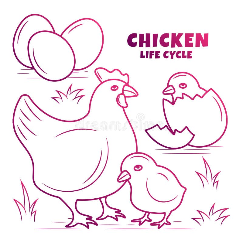 Chicken Life Cycle Hand Drawn Illustration Stock Vector - Illustration ...