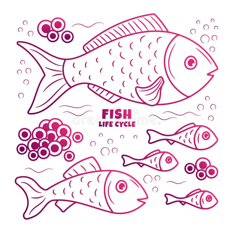 Fish Life Cycle Infographic Diagram Stock Illustration - Illustration ...